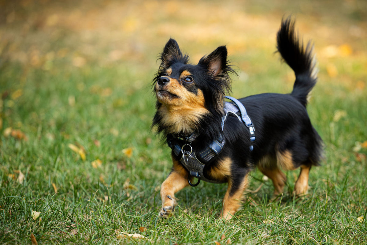 Stylish walks start with Digby and Champ harnesses, collars & leads